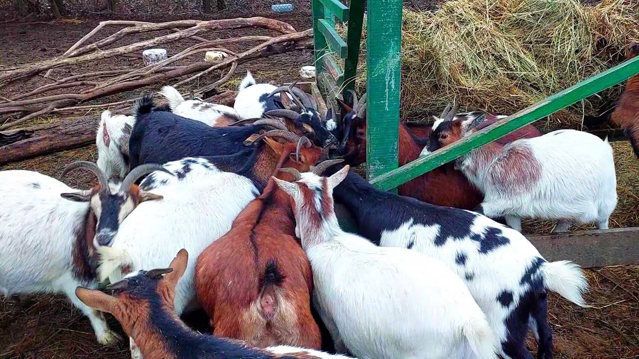 ПРИЕХАЛА для 🐐 вкусняшка 😋. ЧТО 👩 Я 🔨 СДЕЛАЛА_  Начинаю новую стройку 🪚. Жизнь в деревне 🛖