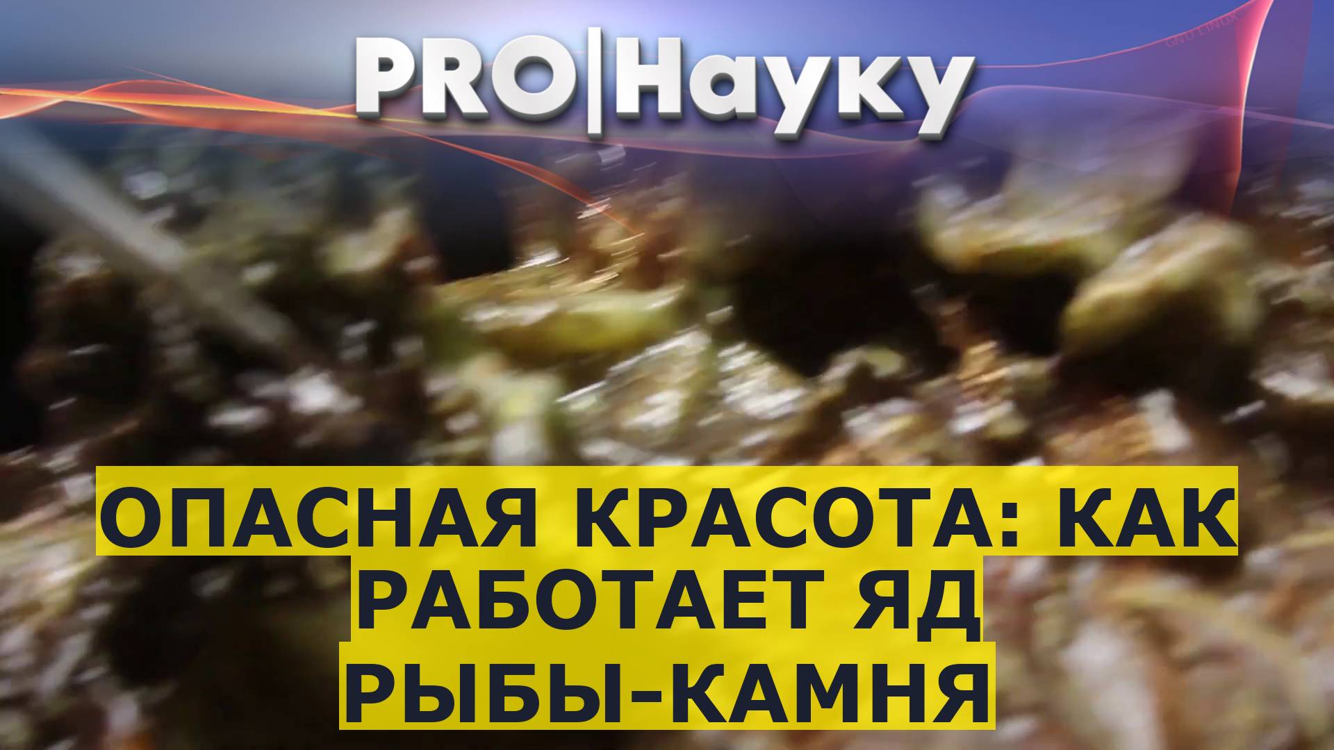 Опасная красота: как работает яд рыбы-камня