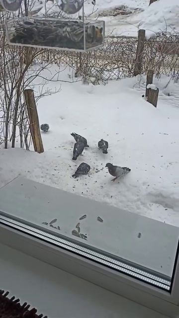 Cats' Birdwatching, wild birds Pigeons