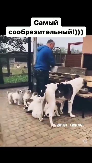 самый сообразительный щенок