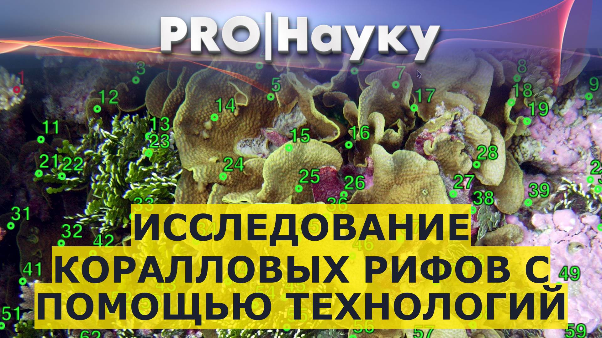 Исследование коралловых рифов с помощью технологий