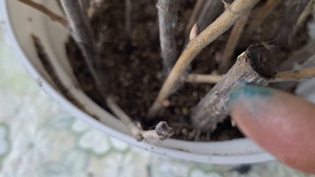 Укореняю черную смородину двумя способами! Результат радует!