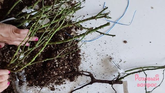 Распаковка посылки с розами из питомника Александра. Первая осенняя посылка 2024