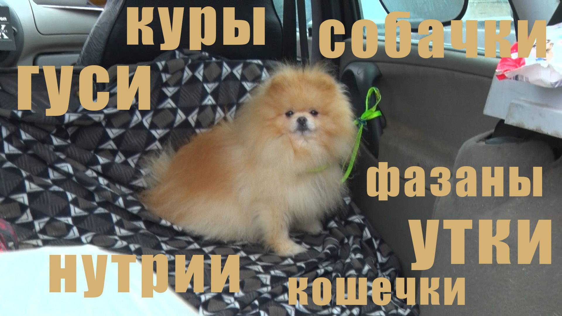 Кропоткин - кролики, гуси, куры, нутрии и другие животные. Птичий рынок. [26.01.2025]