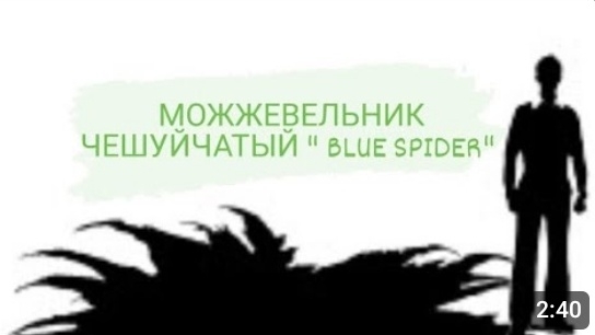 МОЖЖЕВЕЛЬНИК ЧЕШУЙЧАТЫЙ БЛЮ СПАЙДЕР " BLUE SPIDER "