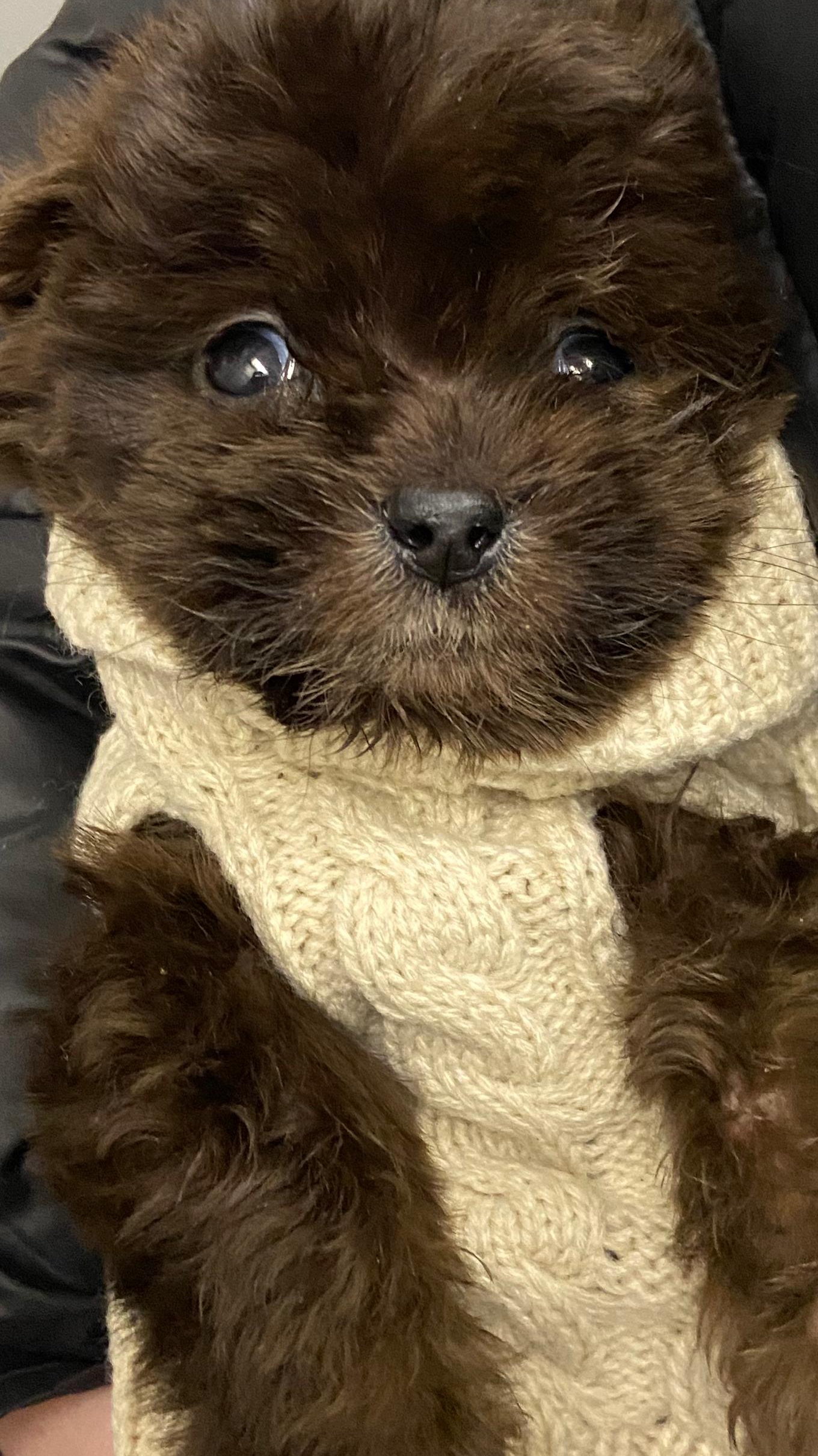 СОБАЧКА МАЙЯ