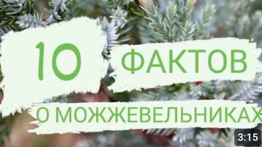 10 ИНТЕРЕСНЫХ ФАКТОВ О МОЖЖЕВЕЛЬНИКАХ !