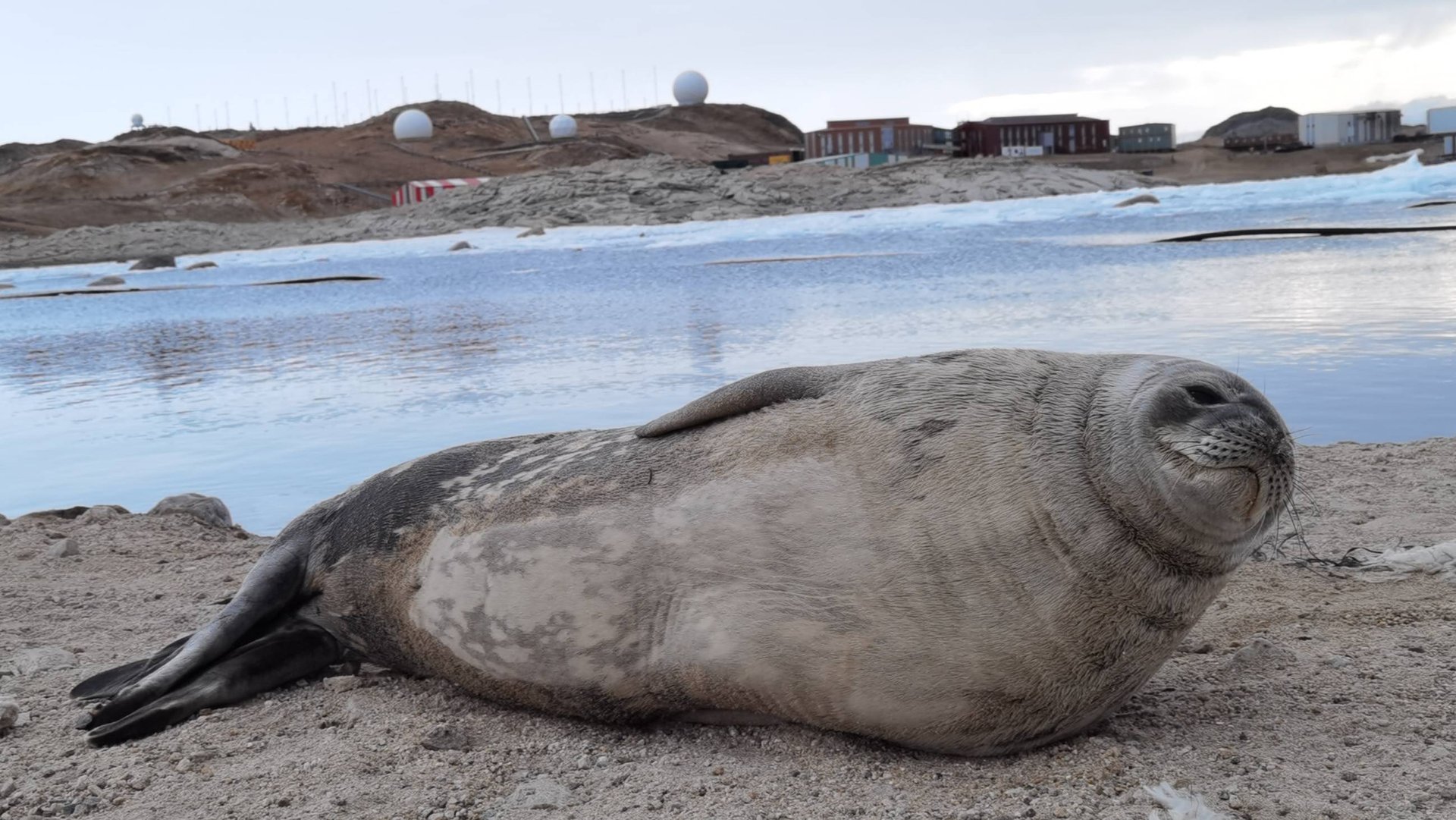 Тюлень проснулся. Продолжение встречи с тюленем 05.02.2025. Антарктида.