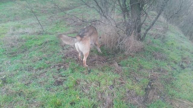 Для маркировки дерева можно использовать различные методы в зависимости от цели.
