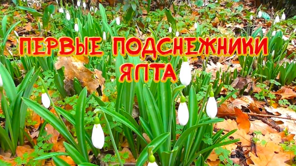Первые подснежники Ялта Крым