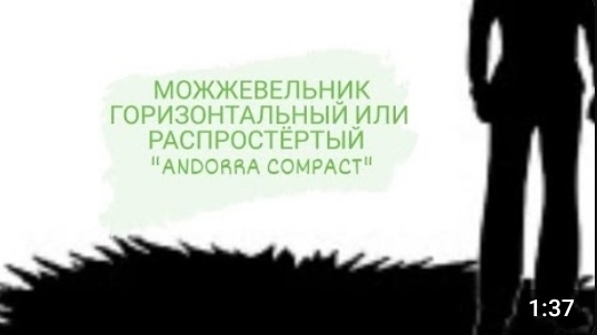 МОЖЖЕВЕЛЬНИК ГОРИЗОНТАЛЬНЫЙ ИЛИ РАСПРОСТЁРТЫЙ АНДОРРА КОМПАКТ " ANDORRA COMPACT"