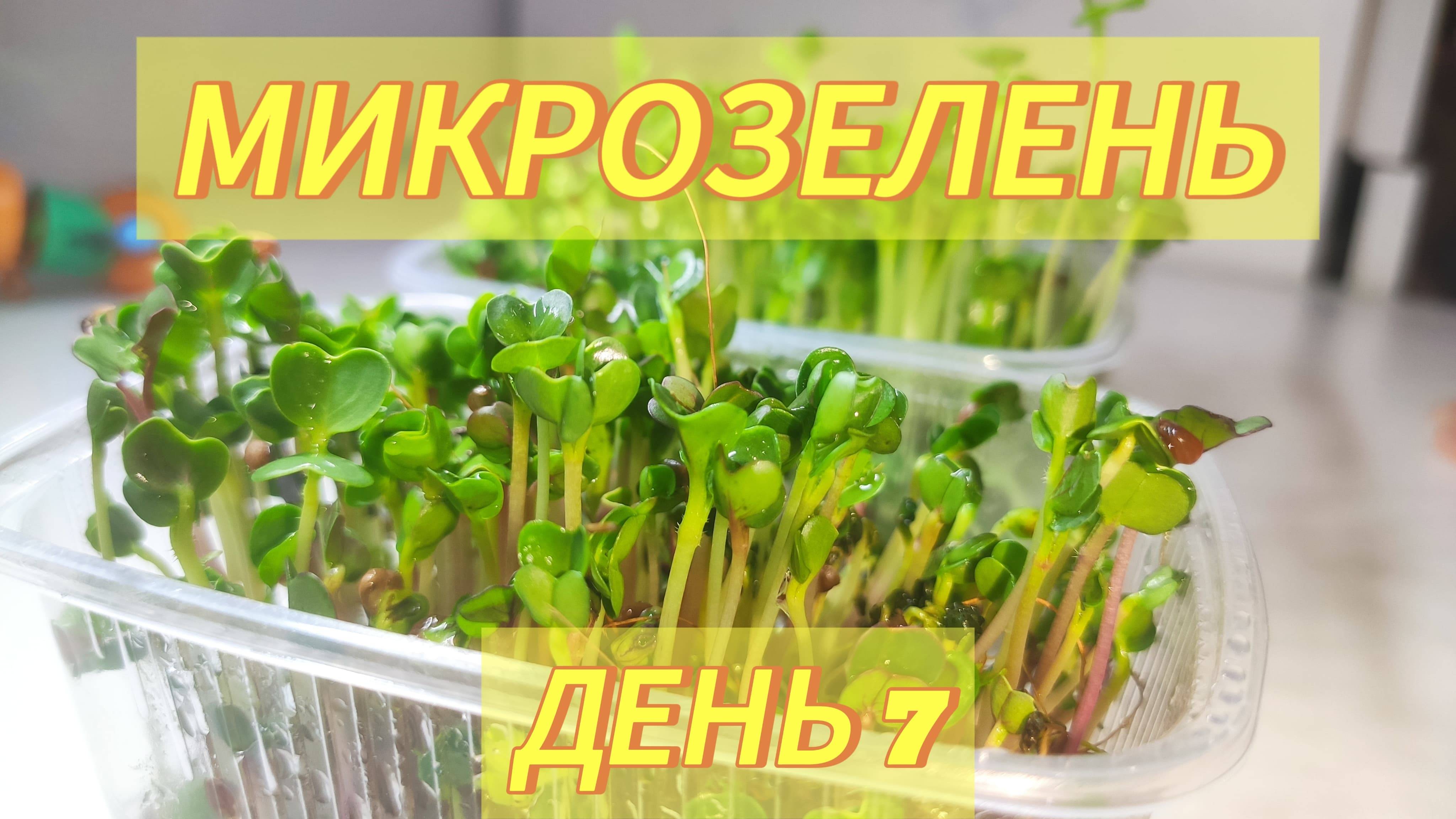 Выращивание микрозелени. Ч.3