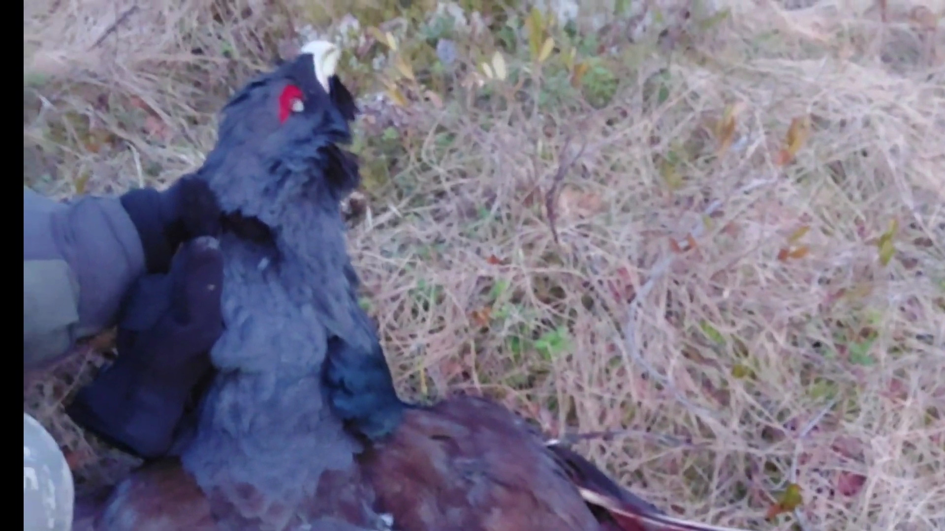 Охота на глухарином току