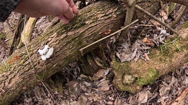 ОТец ищет грибы 1 февраля 2025г
Зимние грибы, зимние опята, вешенки