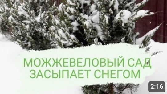 МОЖЖЕВЕЛОВЫЙ САД ЗАСЫПАЕТ СНЕГОМ ❄❄❄