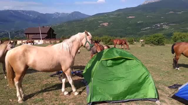 Утренние гости😉