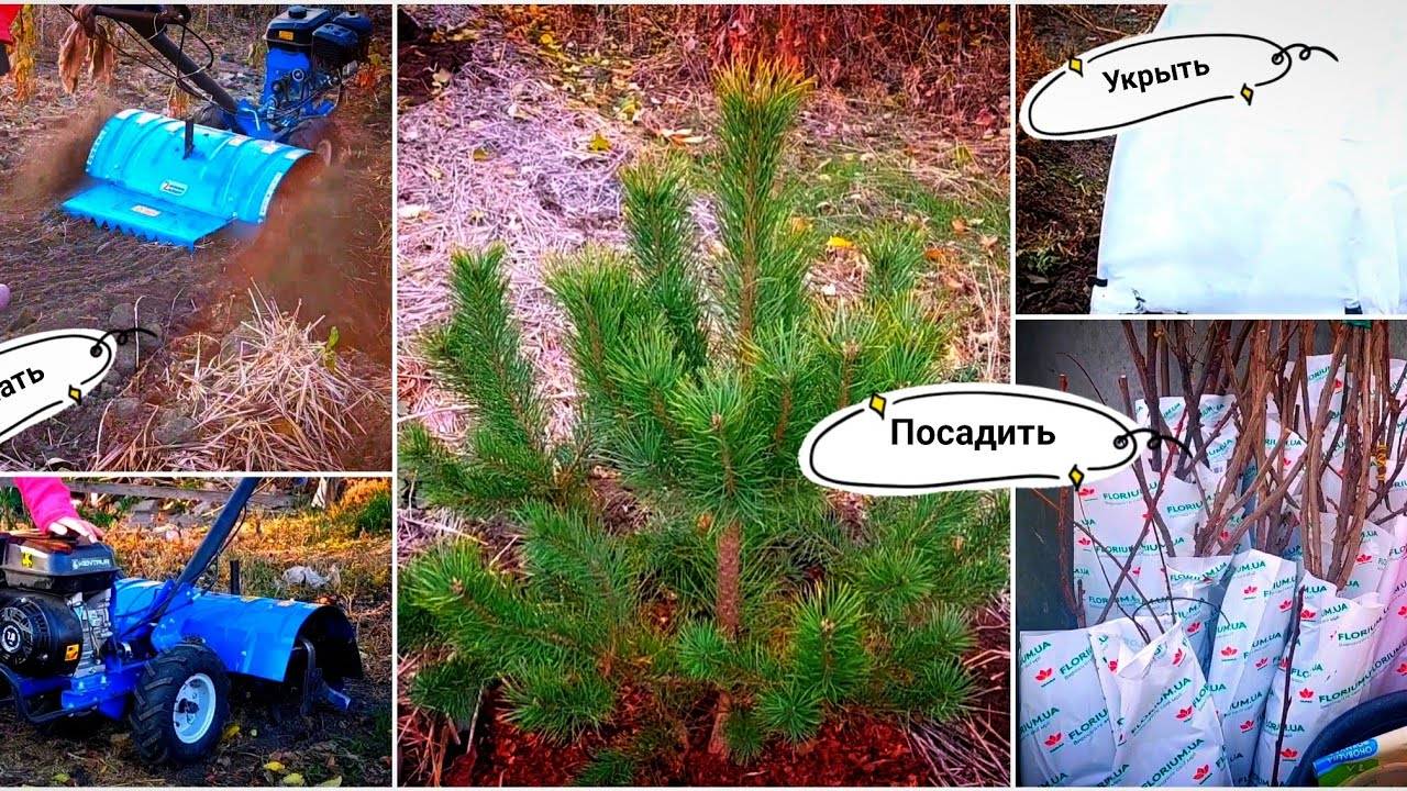 САДОВО-ОГОРОДНЫЕ 🌲 работы в НОЯБРЕ 🍂. Деревенская 🛖 жизнь 😀