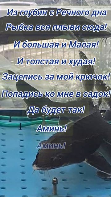 Шепоток на уловистую рыбалку. ПРОВЕРЕНО!