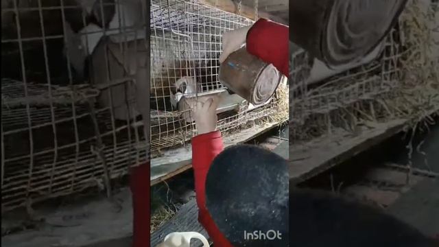 Нариман Шагеев: Любовь к животным — путь в АГРО