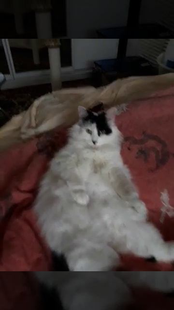 Live me alone, human #shorts #animals #cat