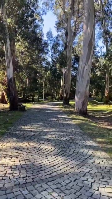 Рухнувший эвкалипт #эвкалипт #дерево #tree #огромное #буря #корни #батуми