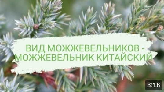 ВИД МОЖЖЕВЕЛЬНИКОВ - МОЖЖЕВЕЛЬНИК КИТАЙСКИЙ🌲