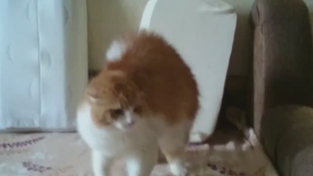 Возвращение Рыжика домой часть 2