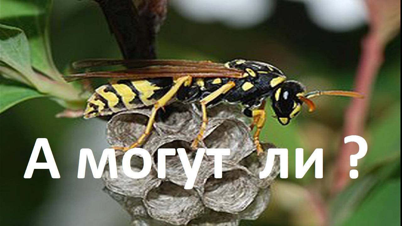 Могут ли осы погубить семьи пчел