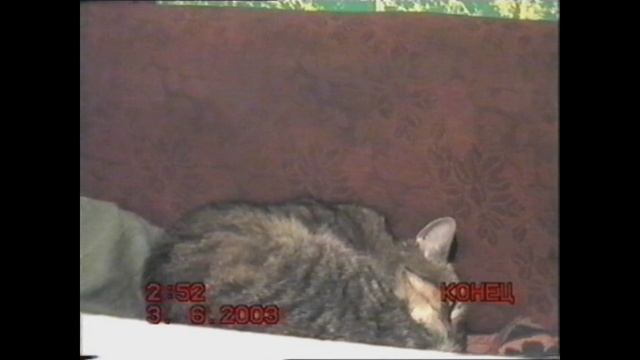 MelomanicaTV : 6 - й фрагмент фильма Сергея РАzoom Фокина Одиночество - 2. С кошками... 2025 год.