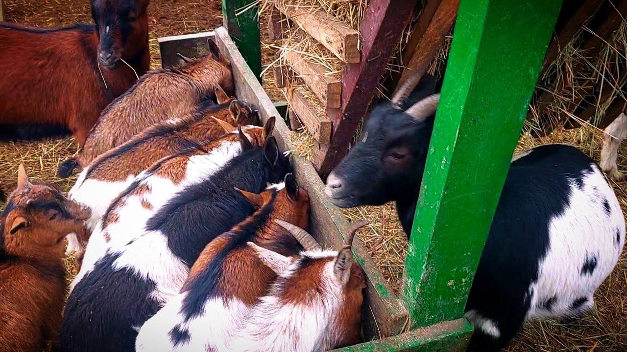 РАЗМЕРЫ КОРМУШЕК 🐐. Скоро ОКОЗЫ 😃 вымя НАЛИВАЕТСЯ 🤗. Свинья - болотная 🤦_♀️