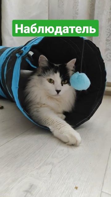 The best Rest place for funny white big cat ever