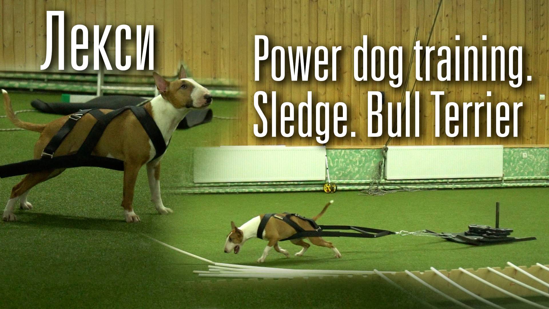 Силовая тренировка бультерьера