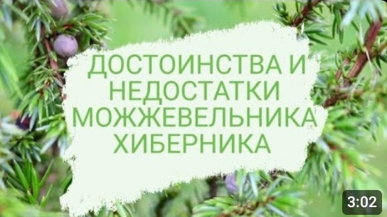 ДОСТОИНСТВА И НЕДОСТАТКИ МОЖЖЕВЕЛЬНИКА ХИБЕРНИКА