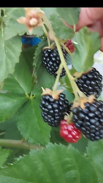 Когда и как правильно собирать ежевику