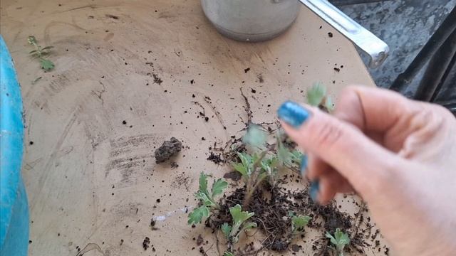 Как сохранить Мультифлору зимой в домашних условиях в "улитке". Плюсы и минусы "улитки для рассады"