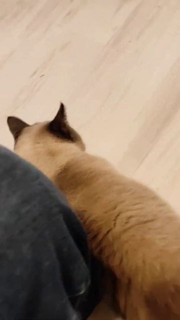 Кто это у нас попрошайка