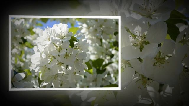 Лепестковый рай 1....