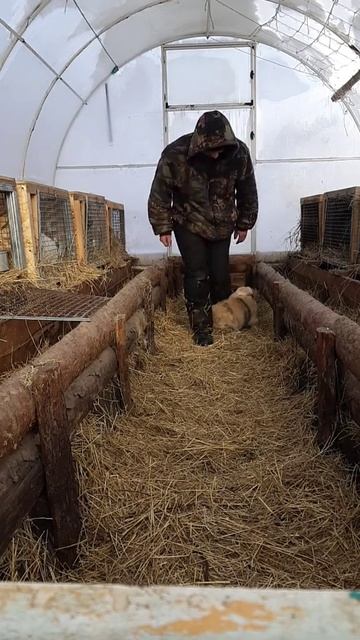 Пытаюсь дрессировать кролика.