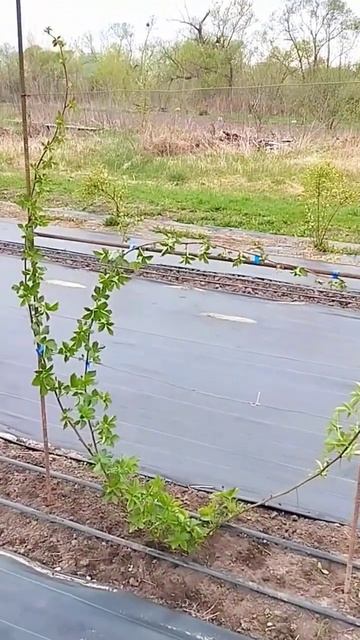 Одиночные шпалеры для ежевики #сад #огород #дача #лето