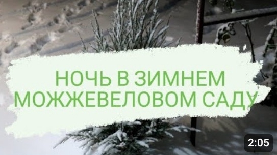 НОЧЬ В ЗИМНЕМ МОЖЖЕВЕЛОВОМ САДУ 🌲❄