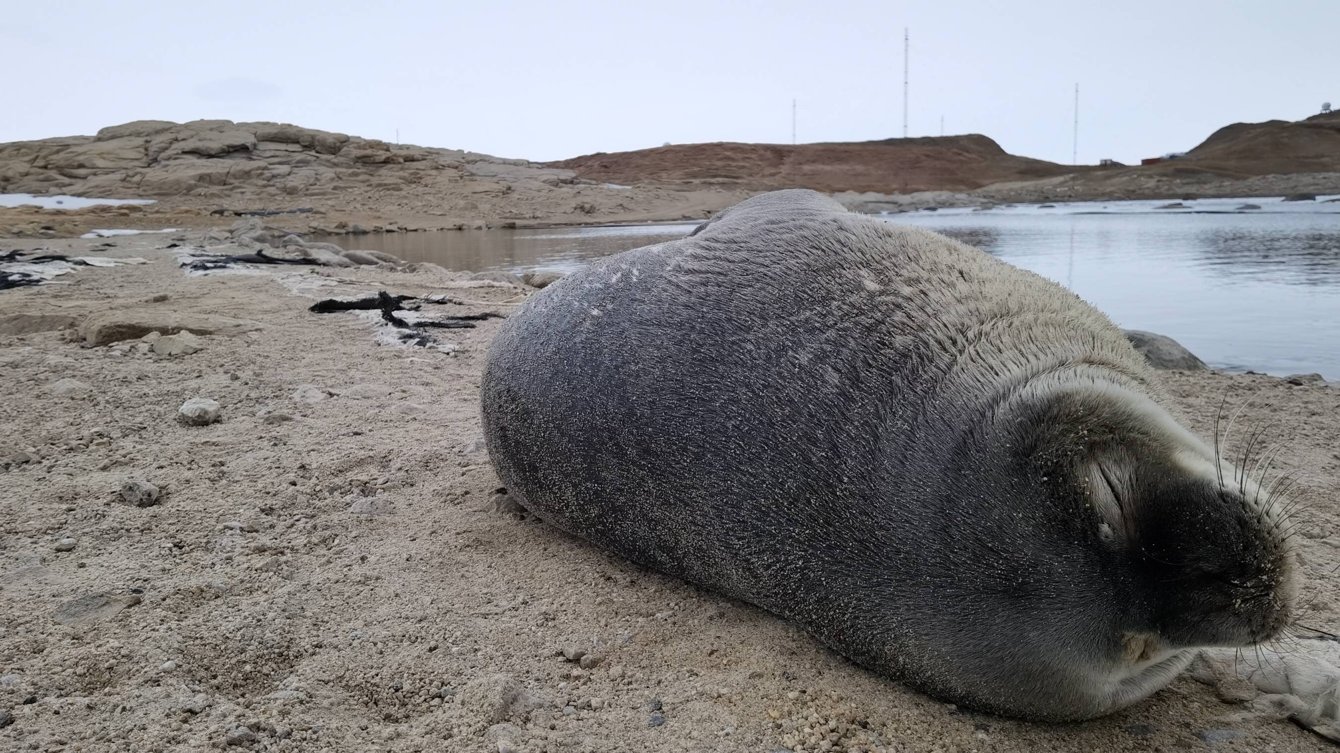 Встреча с тюленем на пробежке. Станция Прогресс. Антарктида.