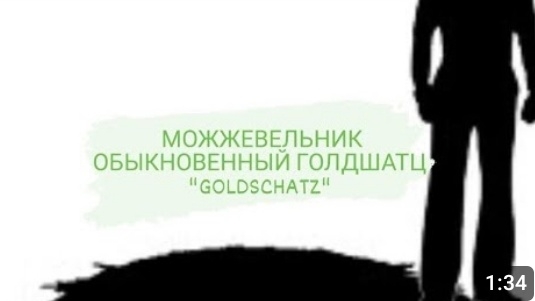 МОЖЖЕВЕЛЬНИК ОБЫКНОВЕННЫЙ ГОЛДШАТЦ "GOLDSCHATZ"