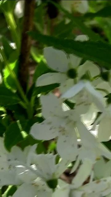 Дейция изящная. Дмитрий Шлапак