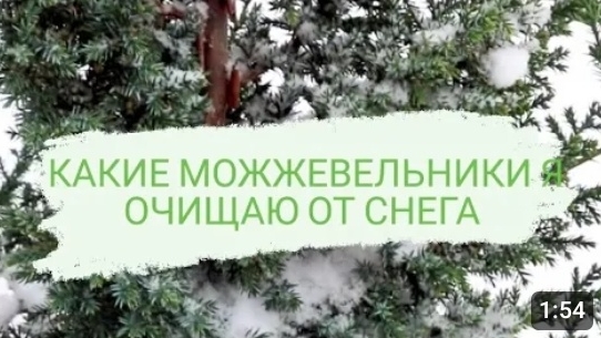 КАКИЕ МОЖЖЕВЕЛЬНИКИ Я ОЧИЩАЮ ОТ СНЕГА ❄🌲❄