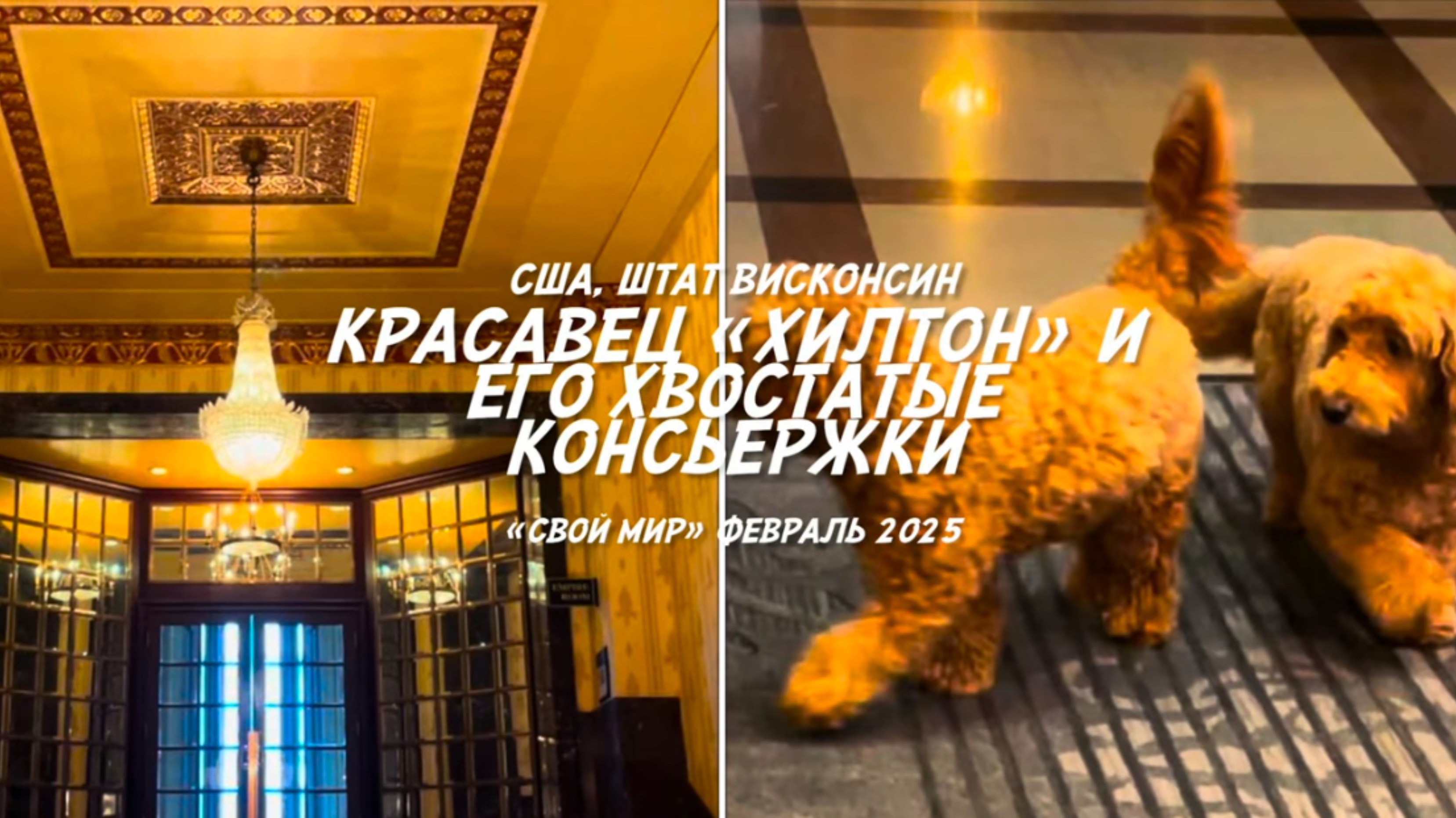 Красавец «Хилтон» и его хвостатые консьержки.