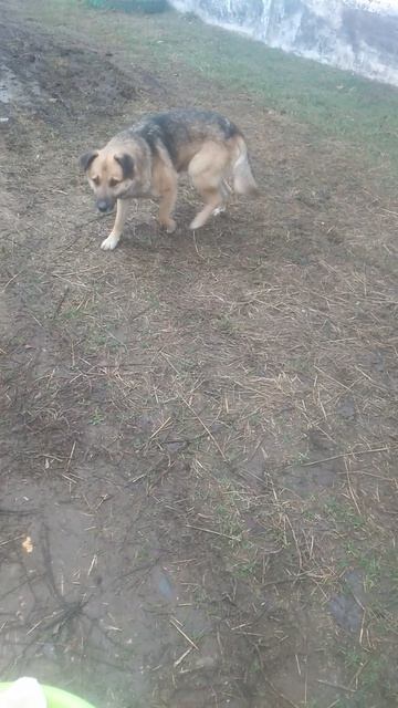 Пёс (сериал) смотреть онлайн бесплатно