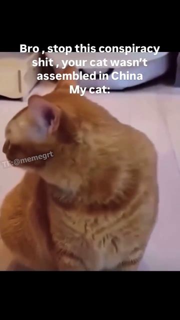 Кот собранный в Китае