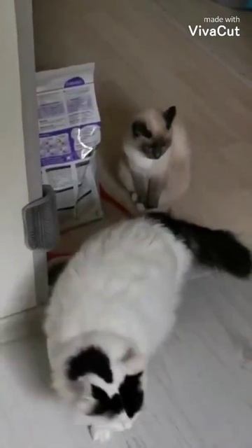 See how Arctica the cat pressed Tundra