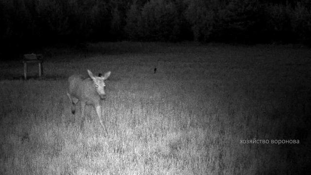 Лосёнок вышел на солонец. Фотоловушка сработала