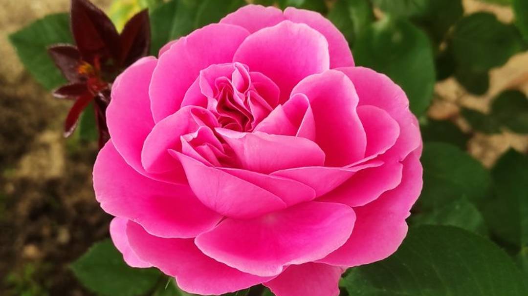 30 мая 2021 - прогулка по саду и огороду в Сибири - Цветут яблони, маки, флоксы, тюльпаны